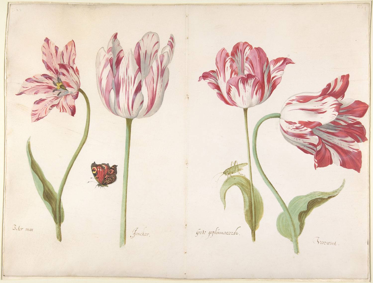 Tracing the Tulip Through 4 Centuries of Art and Design - Galerie Magazine