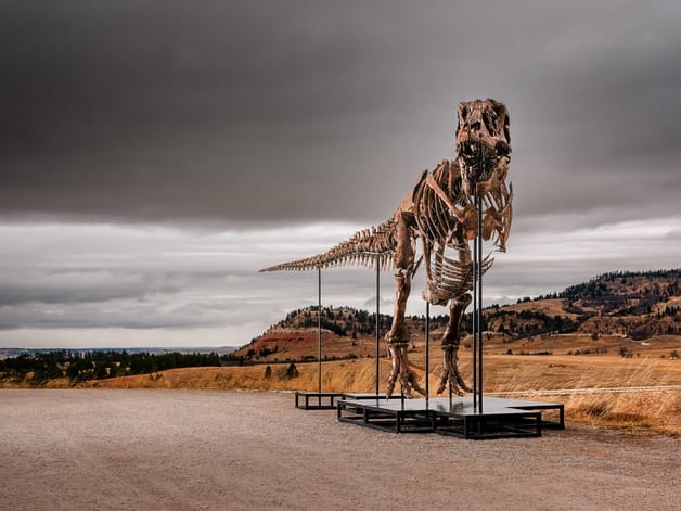 Gigantic T. Rex to Star in Sotheby’s Geek Week